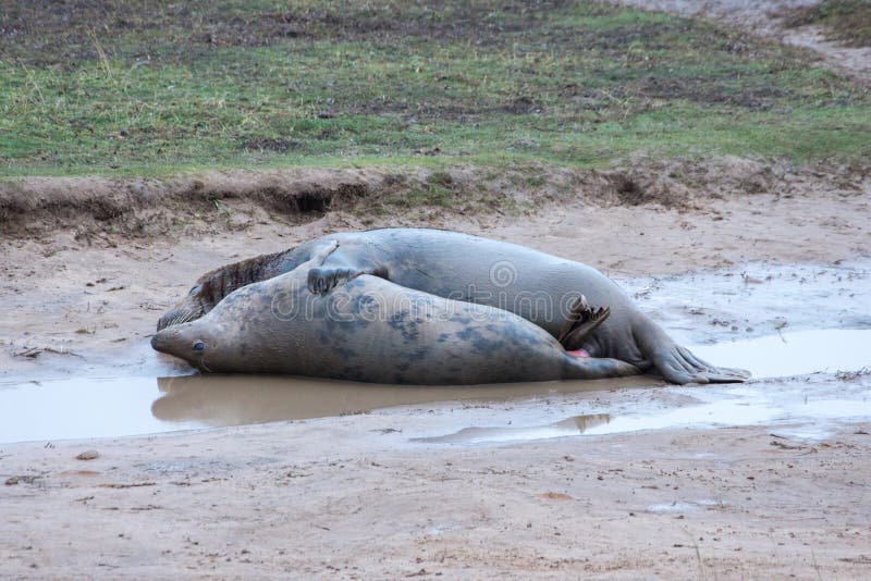 Accouplement Gris De Sceaux Photo stock - Image du ailette, femme ...