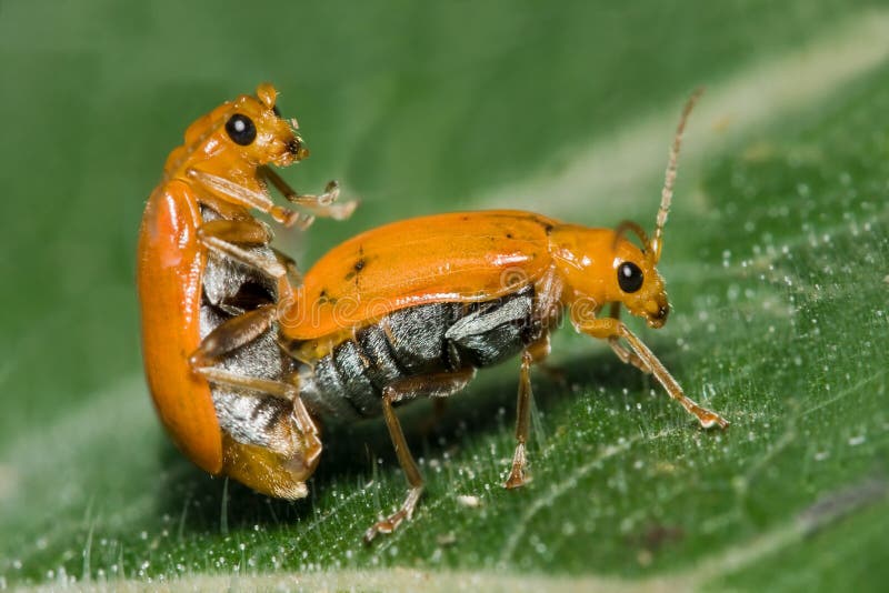 Accouplement d'Insectes image stock. Image du brin, manche - 22611707