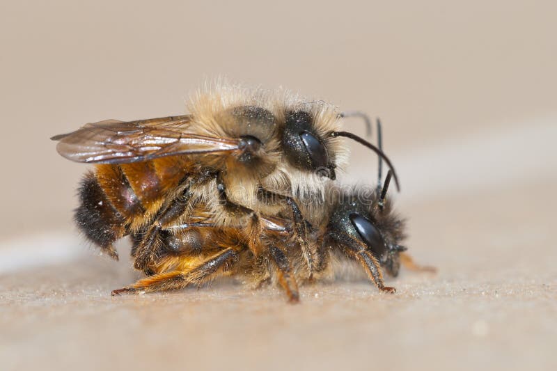 Rapunculi Solitaire Masculin D'Osmia D'abeille Image stock - Image du ...