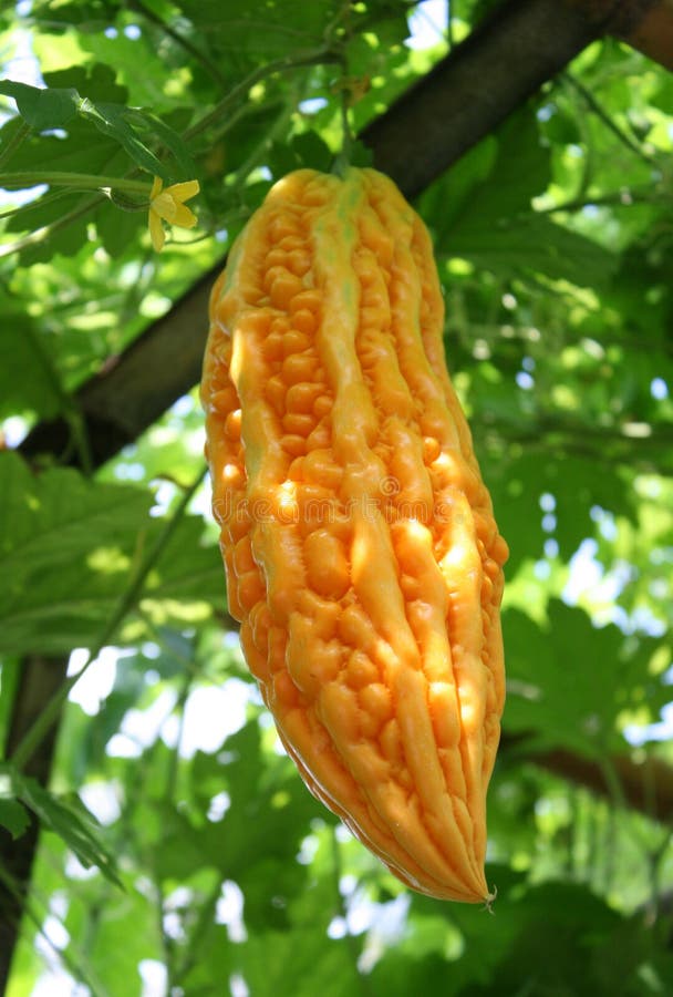 Accrocher amer de courge image stock. Image du agriculture - 47658473