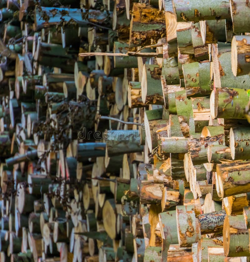 Accumulated Tree Logs, Big Pile of Cut Tree Trunks, Pattern of Lumbered ...
