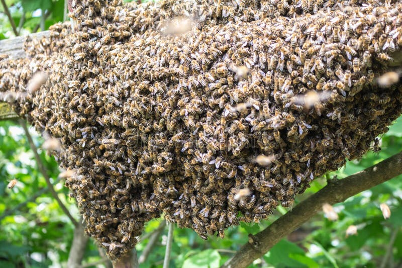 Bees on a branch stock image. Image of hive, animal - 282885023