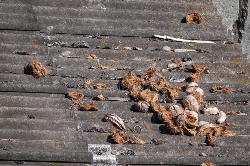 Accumulation of Organic Debris of Coconut Shells Stock Photo - Image of ...
