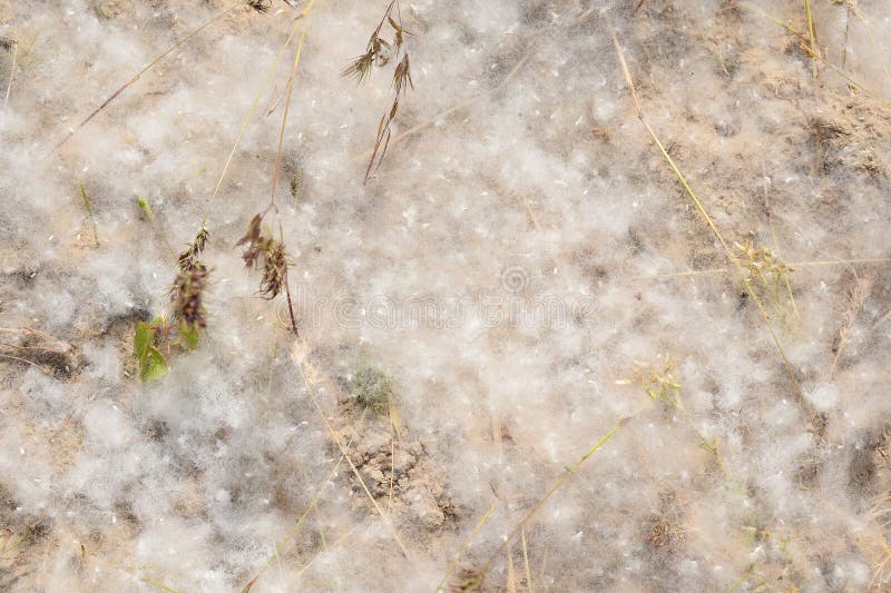 Accumulation of Poplar Fluff Close-up Stock Image - Image of tree, fall ...