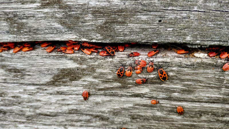 Accumulation of Young Red Bed Bugs Soldier Pyrrhocoris Apterus Sitting ...