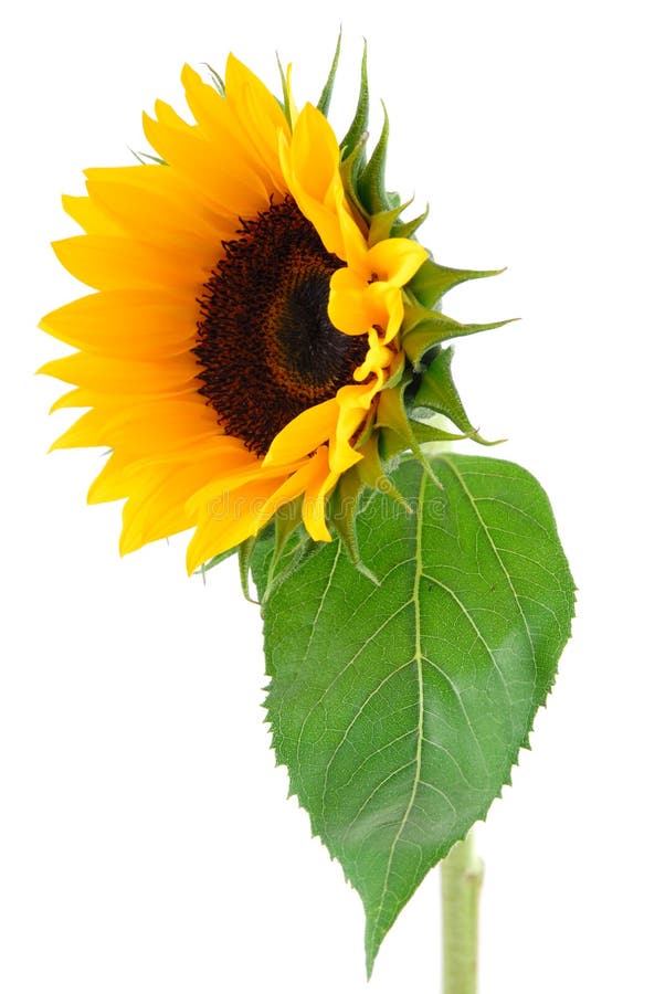 Accumulazione Del Fiore Di Sun Fotografia Stock - Immagine di floreale ...