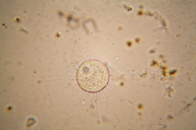 Accumulez Le Plancton Et Les Algues De L'eau Au Microscope Commune De ...