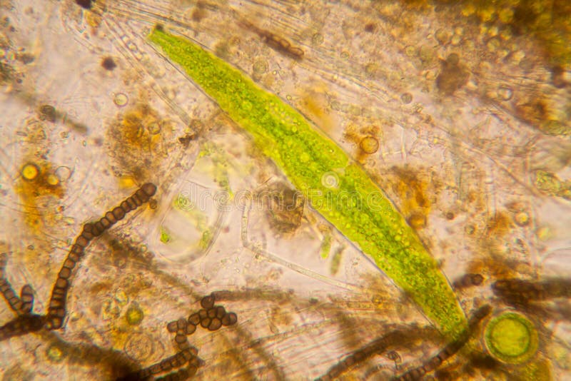 Accumulez Le Plancton Et Les Algues De L'eau Au Microscope Spirogyra ...