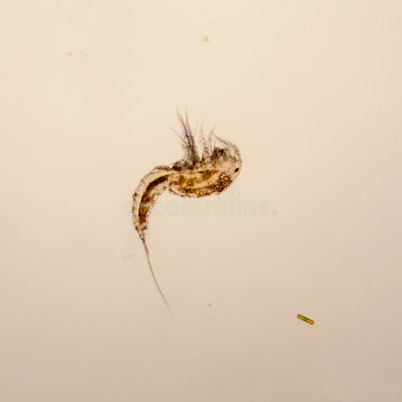 Accumulez Le Plancton Et Les Algues De L'eau Au Microscope Copepod ...