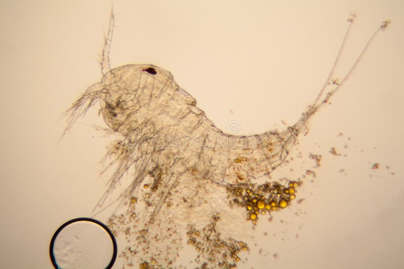 Accumulez Le Plancton Et Les Algues De L'eau Au Microscope Copepod ...