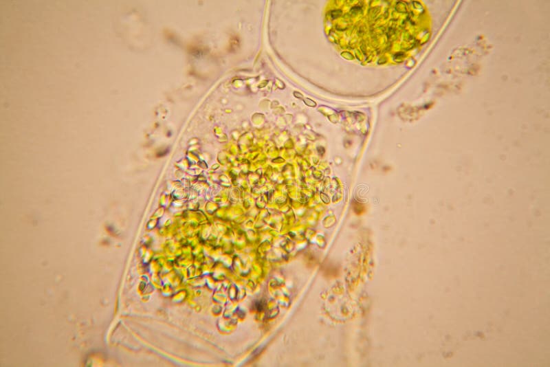 Accumulez Le Plancton Et Les Algues De L'eau Au Microscope Spirogyra ...