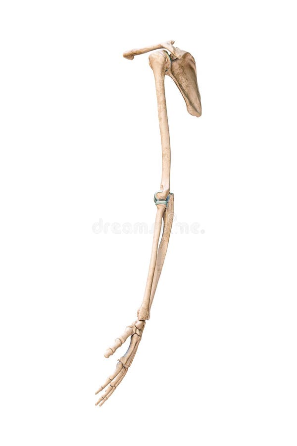 Accurate Lateral or Profile View of the Arm or Upper Limb Bones of the ...