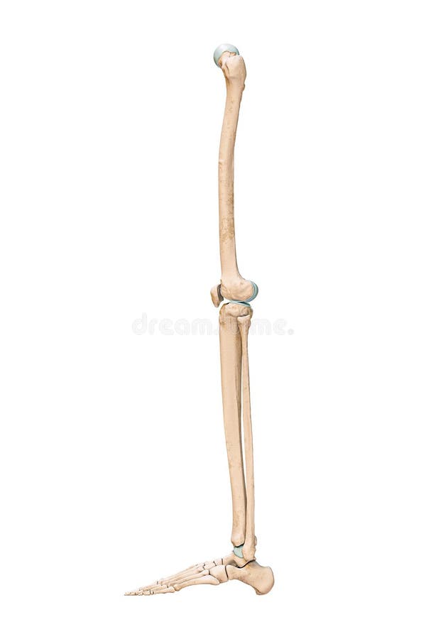 Anatomy Lower Leg Foot Bones Stock Illustrations – 296 Anatomy Lower ...