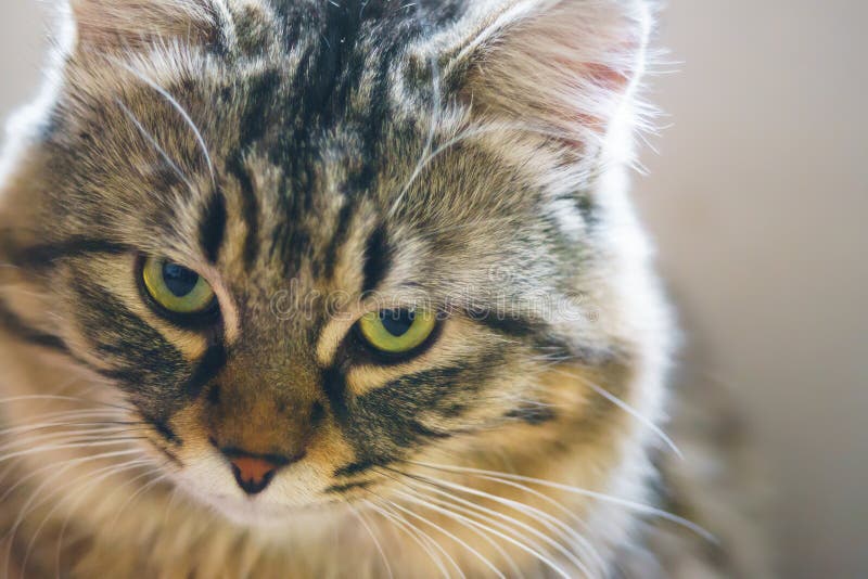 Disapproving Cat Stock Photos - Free & Royalty-Free Stock Photos from ...