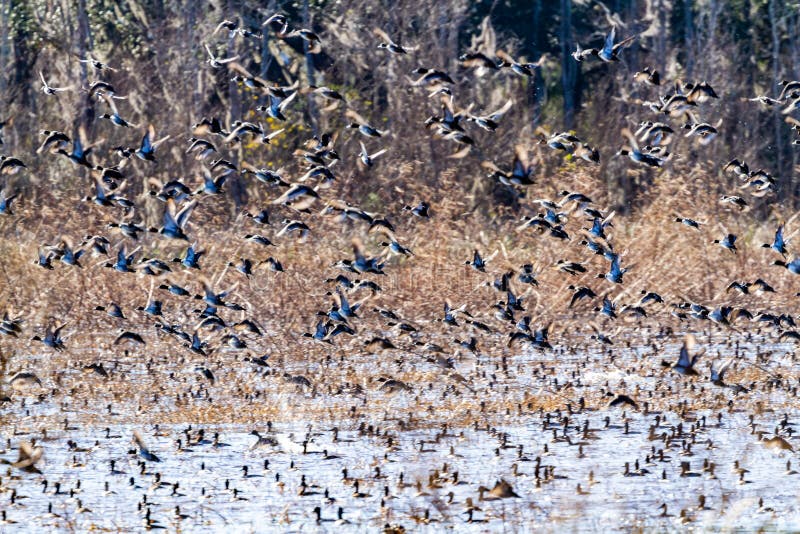ACE Basin National Wildlife Refuge Stock Photo - Image of color ...
