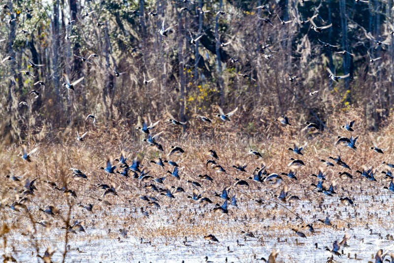ACE Basin National Wildlife Refuge Stock Image - Image of egret, water ...