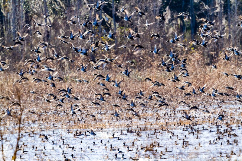 ACE Basin National Wildlife Refuge Stock Photo - Image of color ...