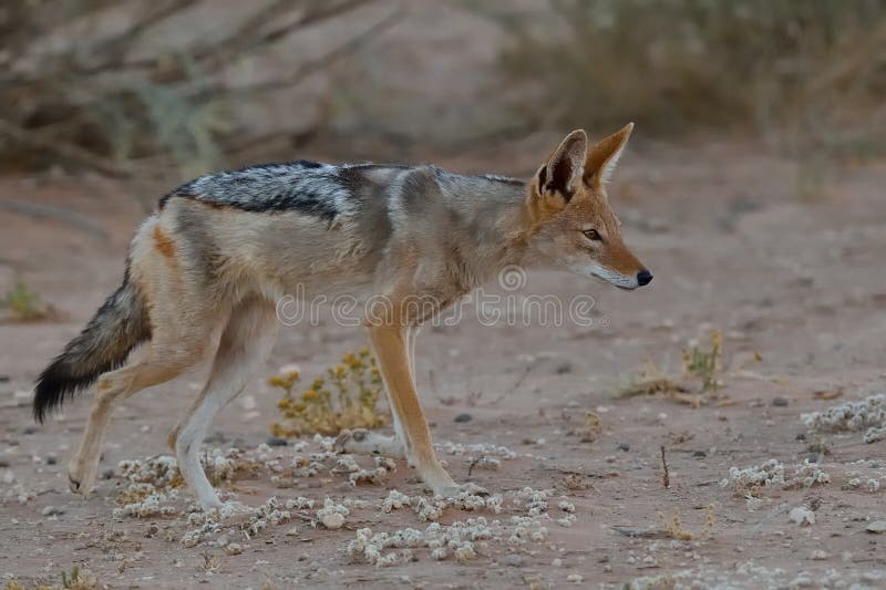 Acecho foto de archivo. Imagen de animal, llanos, hierba - 62628026