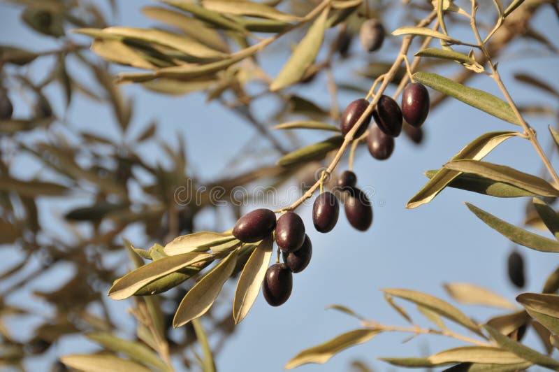 Olive Tree Branch Con Las Aceitunas Imagen de archivo - Imagen de ...