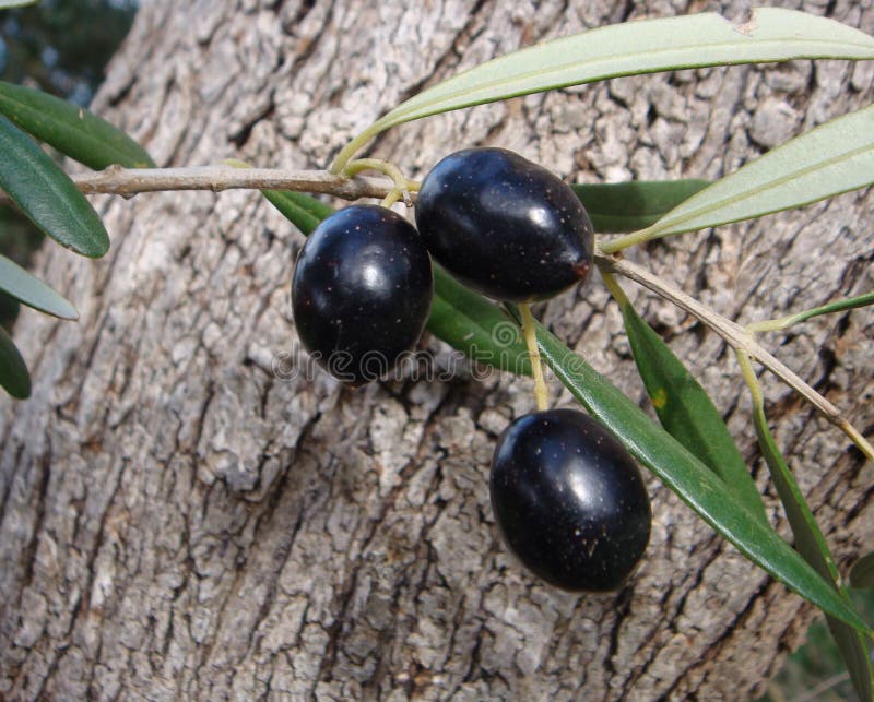 Olive Tree Bark foto de archivo. Imagen de aceituna, corteza - 55229572