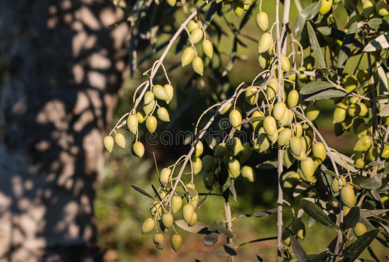 Aceitunas Kalamata En Una Rama De Olivo Foto de archivo - Imagen de ...