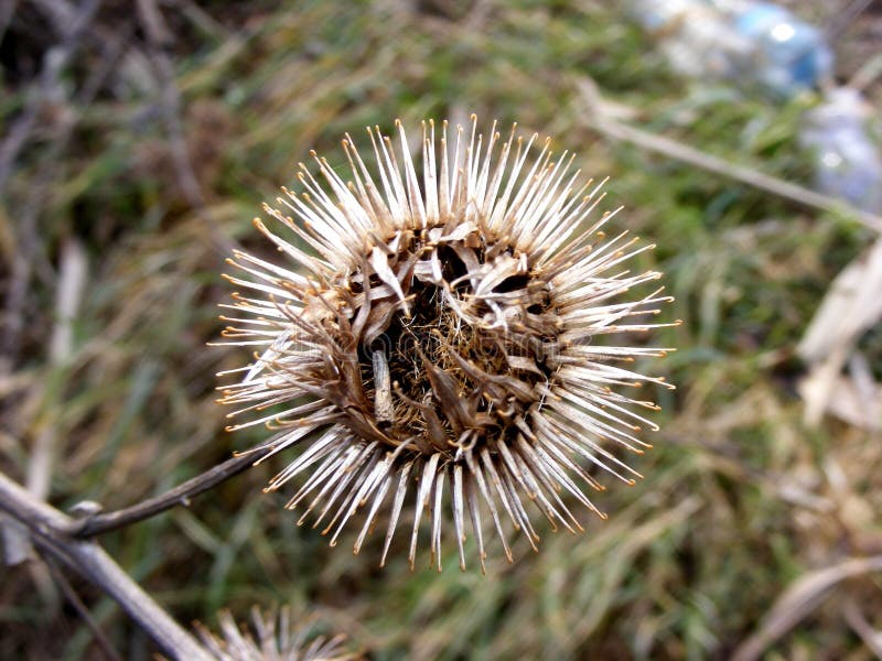 Acendendo a Planta Do Cardo Imagem de Stock - Imagem de flor, weed ...