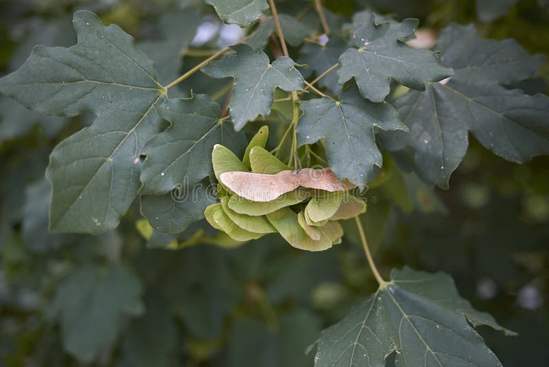 Acer Campestre Branch with Samara Stock Photo - Image of common, acer ...