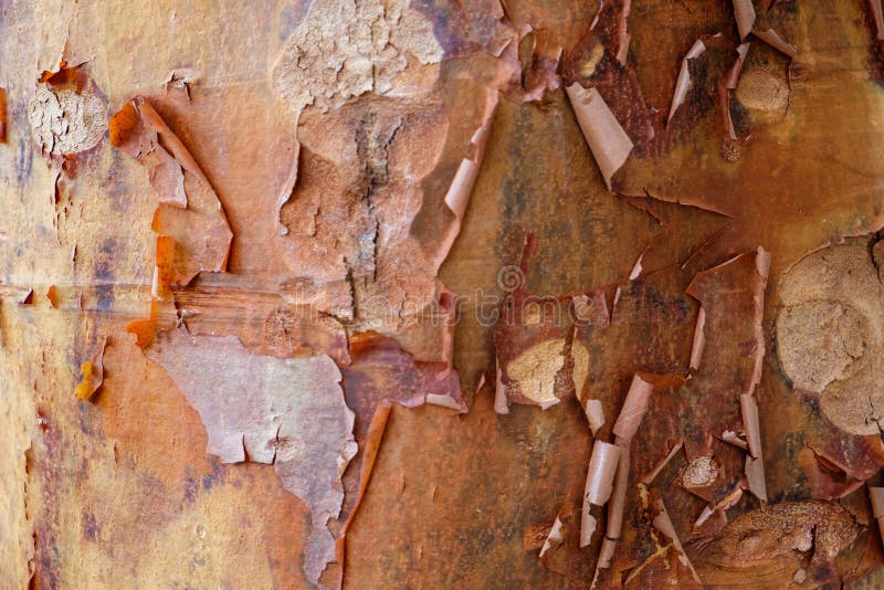 Acer Griseum, Peeling Bark Maple Tree Stock Photo - Image of texture ...