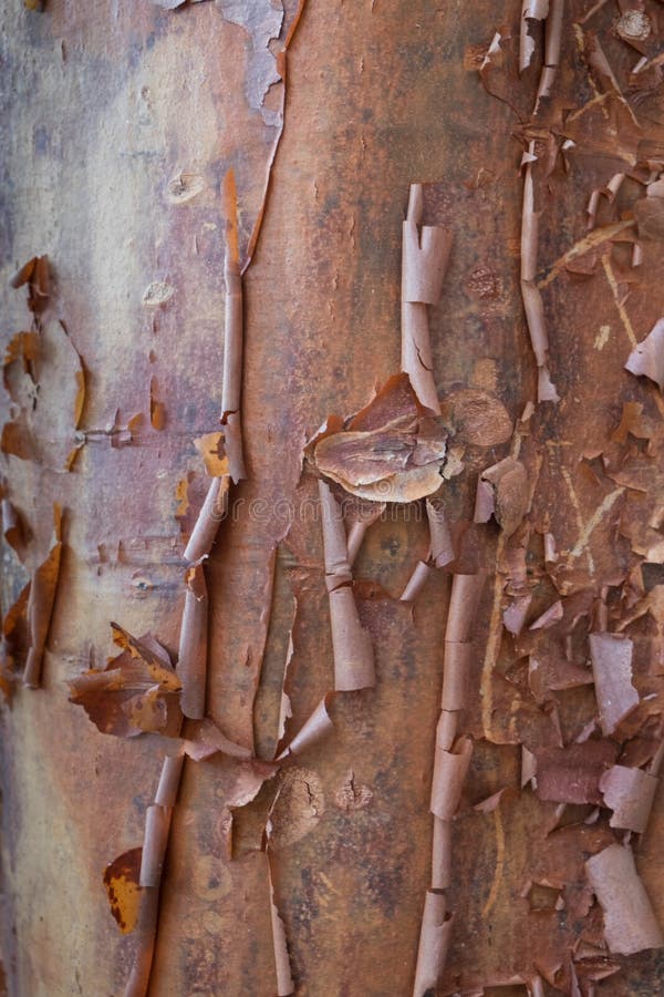 Acer Griseum, Peeling Bark Maple Tree Stock Photo - Image of paper ...