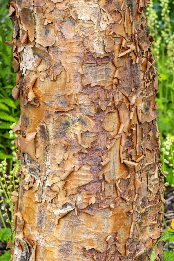 Acer griseum tree bark stock image. Image of fall, park - 227065043