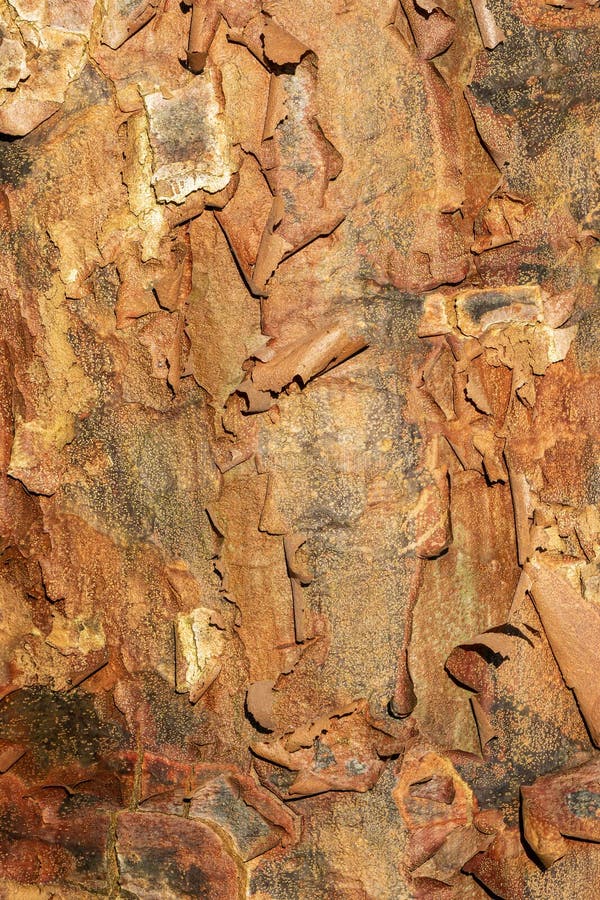 Acer Griseum Tree Bark Texture, Which is Commonly Known As Paperbark ...