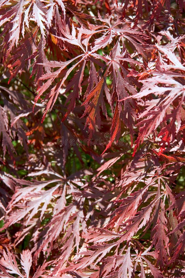 Acer leaves stock image. Image of backdrop, great, abstract - 159153881