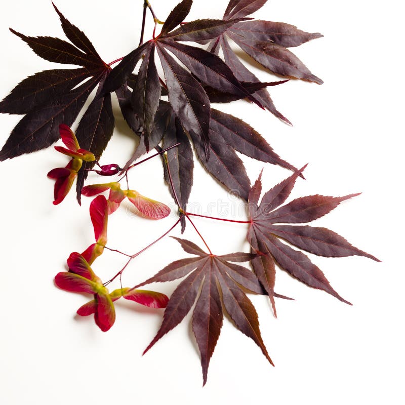 Acer Maple in the Autumnal Blue Mountains, Australia Stock Photo ...