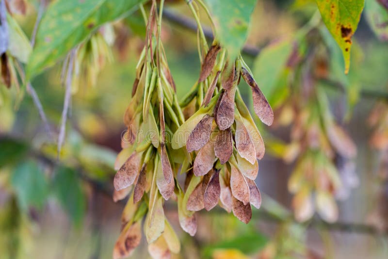 Acer Negundo, Box Elder Seeds Closeup Selective Focus Stock Photo ...