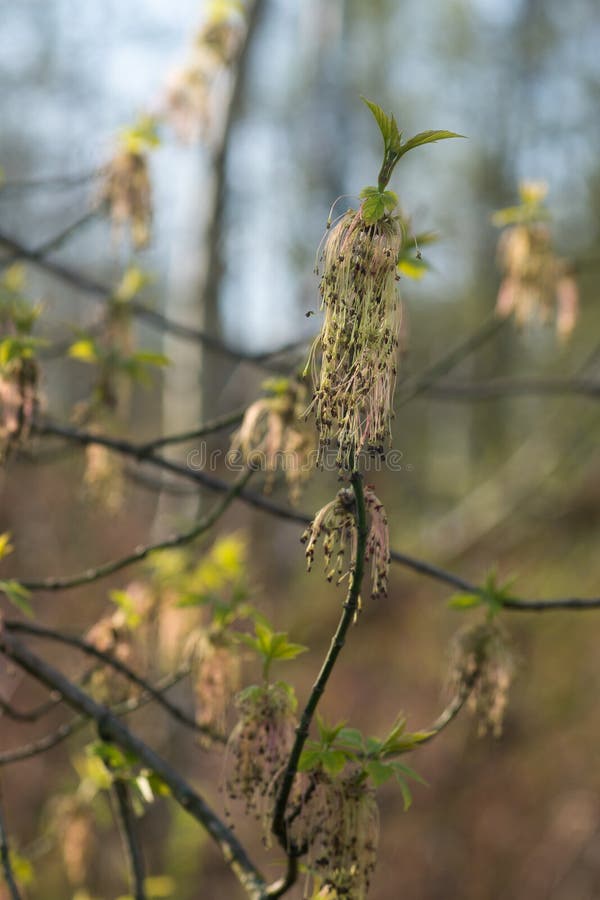 Acer Negundo, Box Elder, Boxelder Maple Flowers and Young Leaves ...