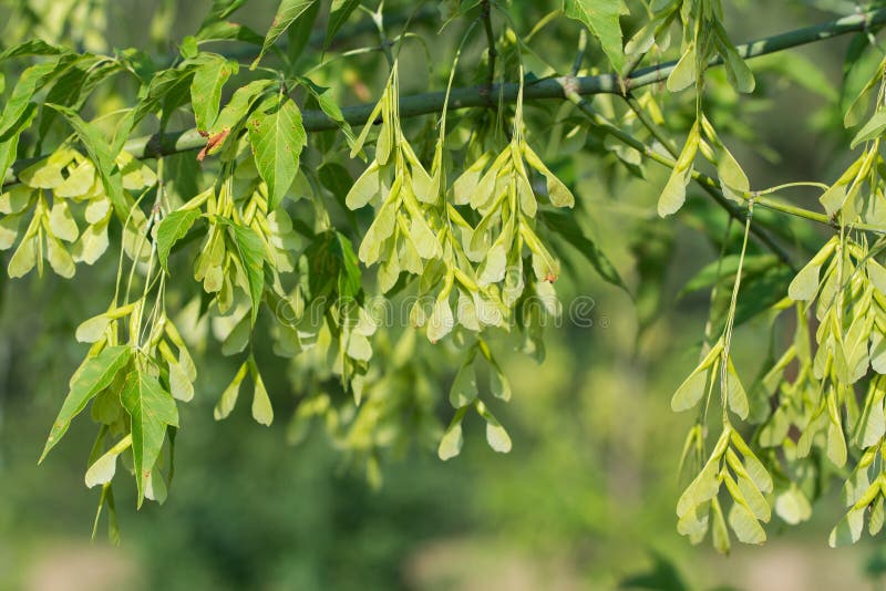 Acer Negundo, Box Elder Fruit on Branch Closeup Selective Focus Stock ...