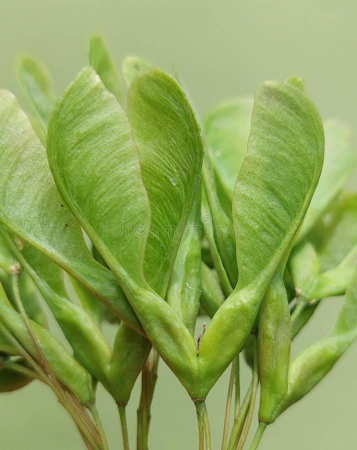 Acer negundo samaras stock photo. Image of maple, samaras - 297702978
