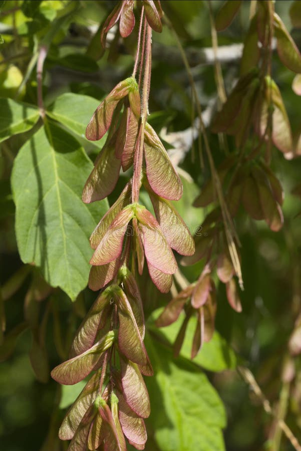 Acer negundo stock image. Image of outdoors, leaf, acer - 117417287