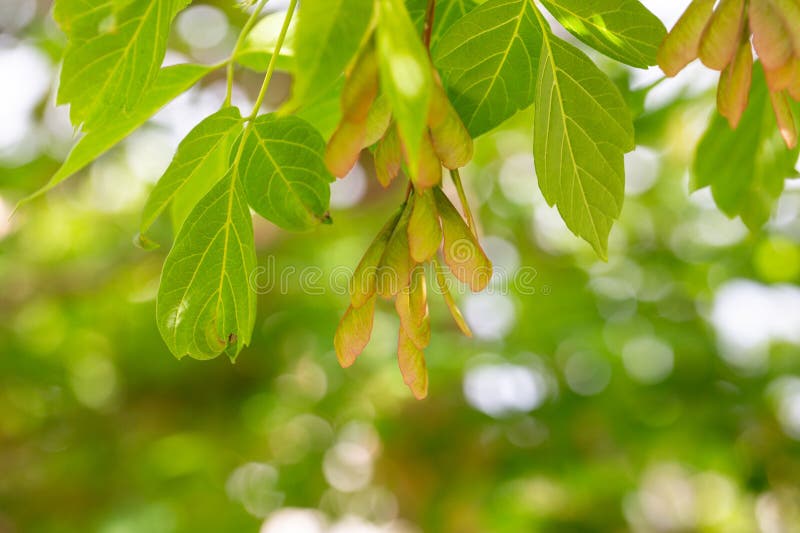 Acer Negundo in the Fall. Seed Pods of Box Elder (Acer Negundo) in the ...