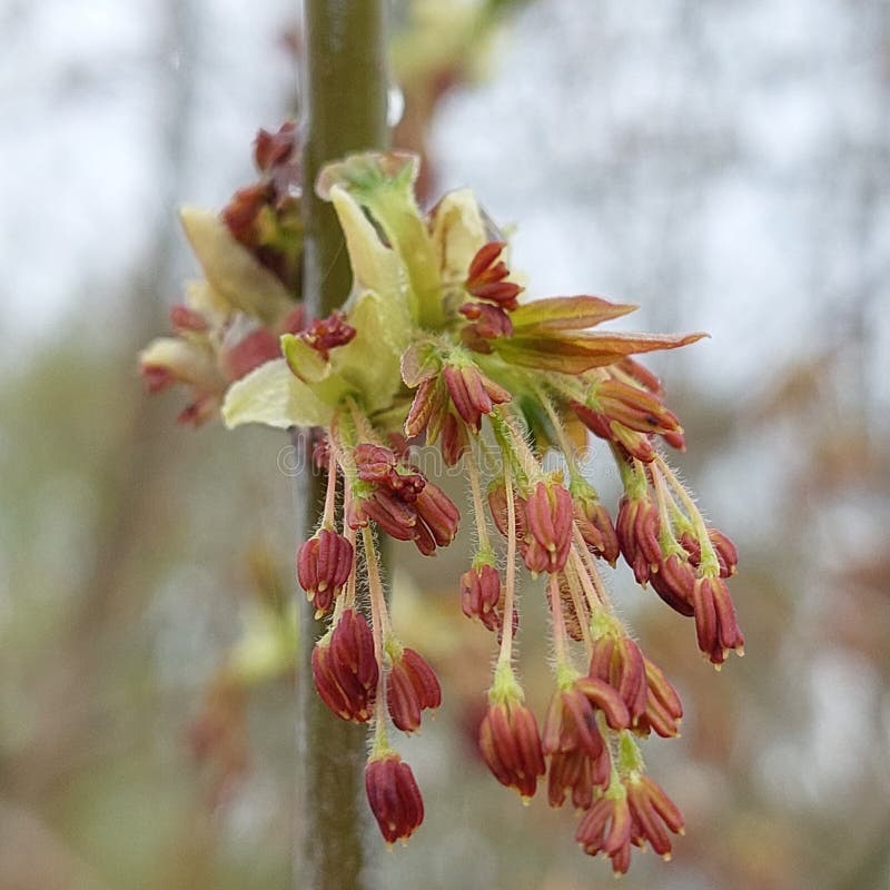Acer negundo flower stock photo. Image of spring, lithuania - 275221320
