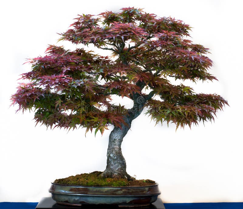 Acer Palmatum As Bonsai Tree Stock Photo - Image of plant, small: 19595930