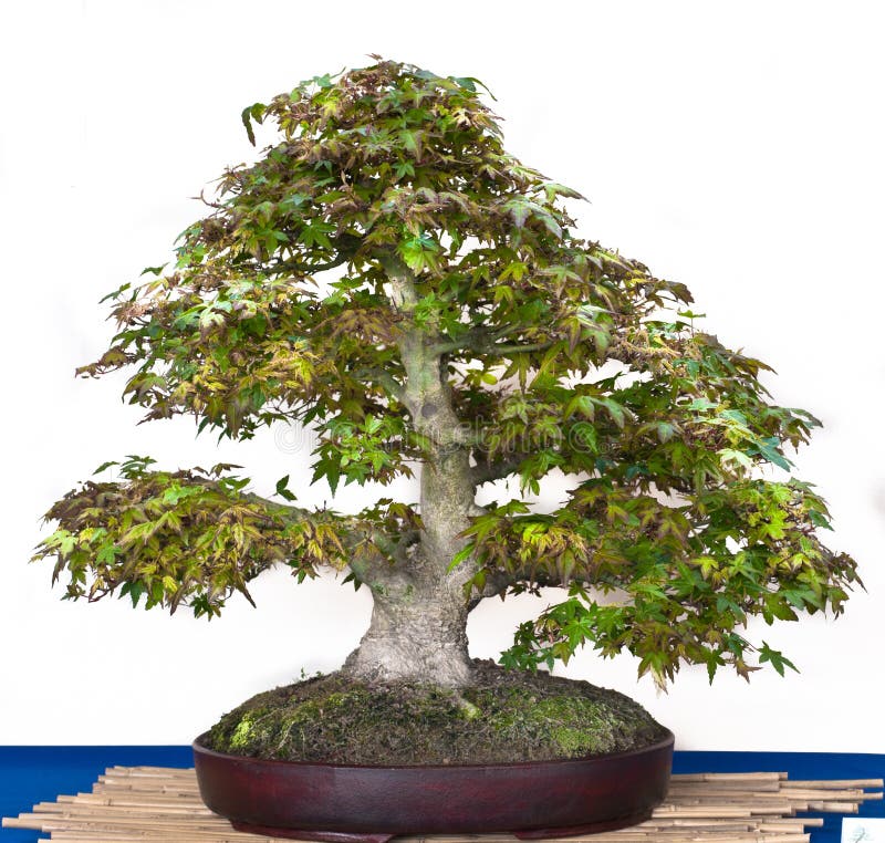 Acer Palmatum As Bonsai Tree Stock Image - Image of outdoor, little ...