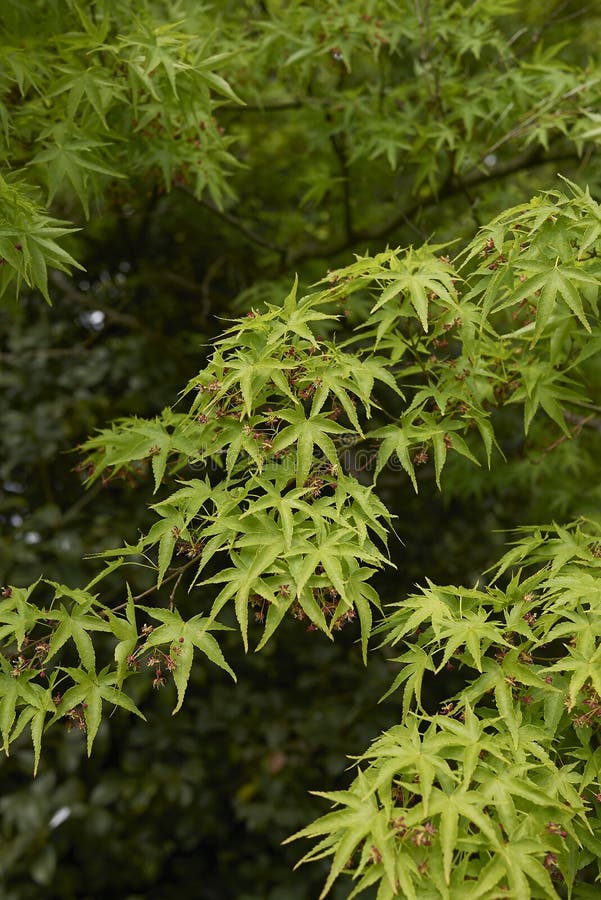 Acer palmatum in bloom stock image. Image of acer, fresh - 153487761