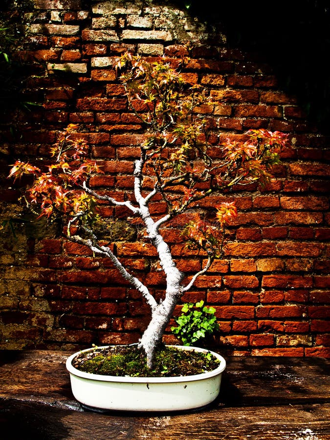 Acer palmatum bonsai stock image. Image of dramatic, light - 20927833