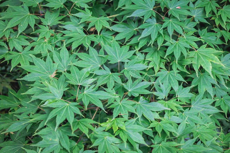 Acer palmatum boom stock foto. Image of blad, bladeren - 260145144