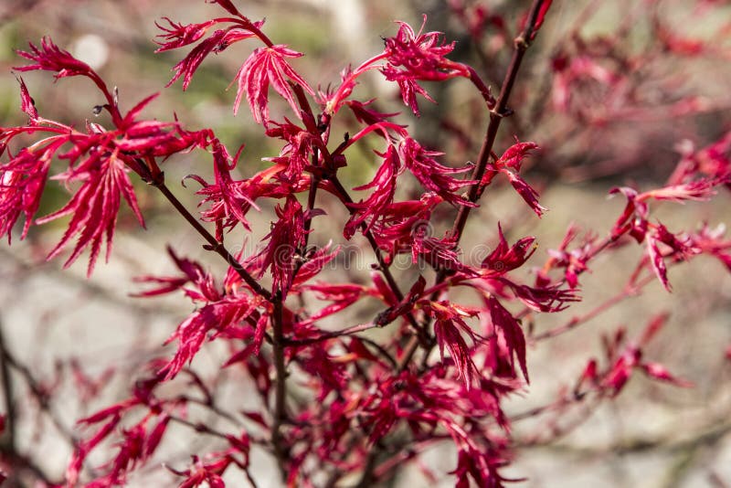 Acer palmatum Deshojo stock image. Image of flora, hardy - 264329073