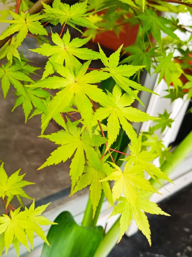 Acer palmatum leaf yellow stock image. Image of tree - 378381865