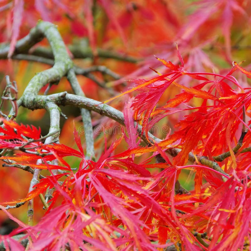 Acer palmatum stock photo. Image of forest, foliage, acer - 34892274