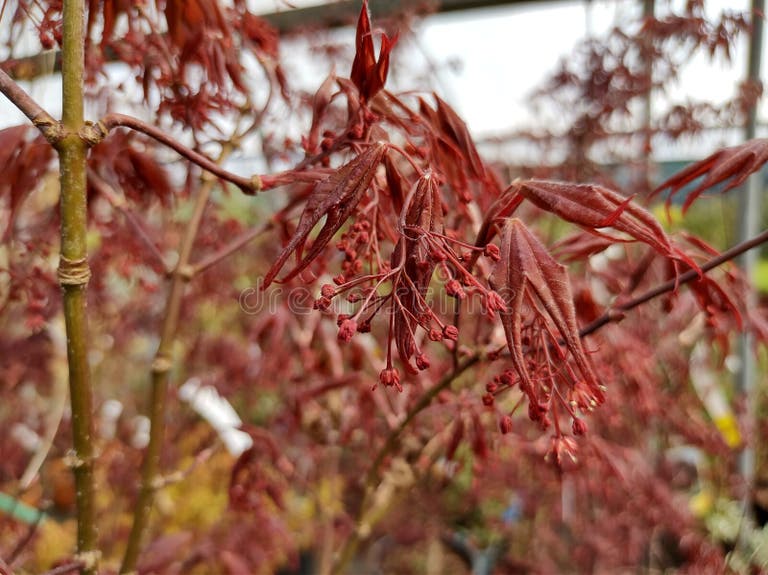 Acer palmatum Red Flash stock image. Image of closeup - 293384133