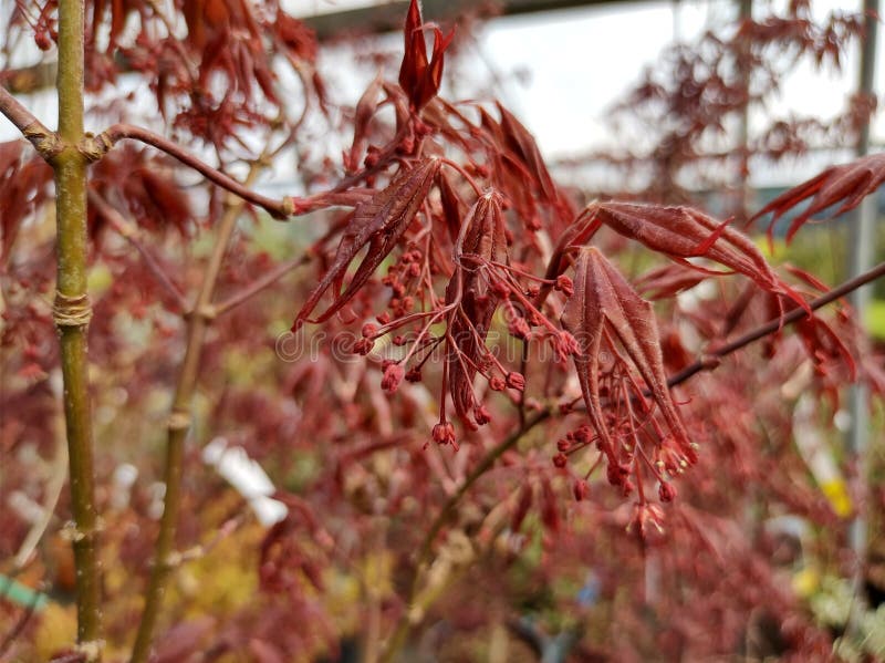 Acer palmatum Red Flash stock photo. Image of leaf - 293384166